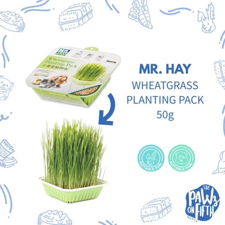 Mr. Hay Wheatgrass Planting Pack 50g | Lazada PH