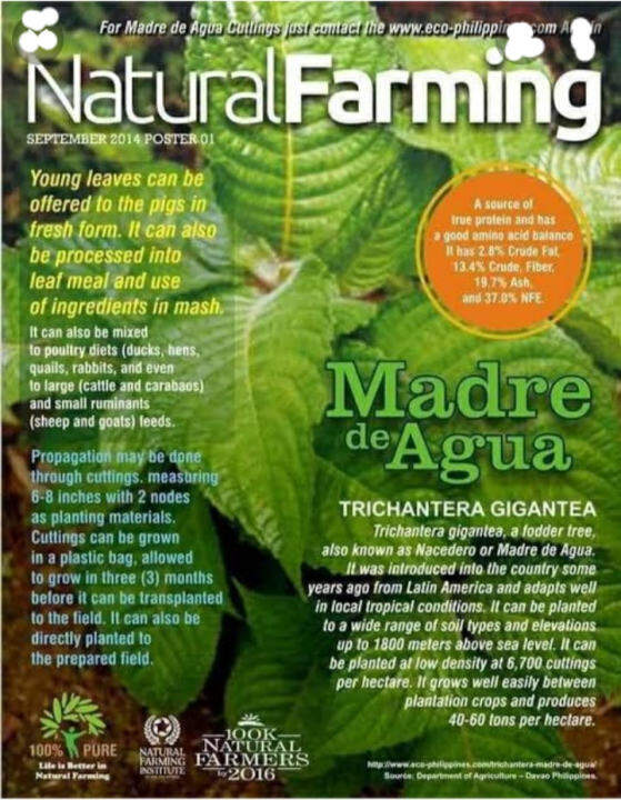 maria agua leaves 50 pcs. | Lazada PH