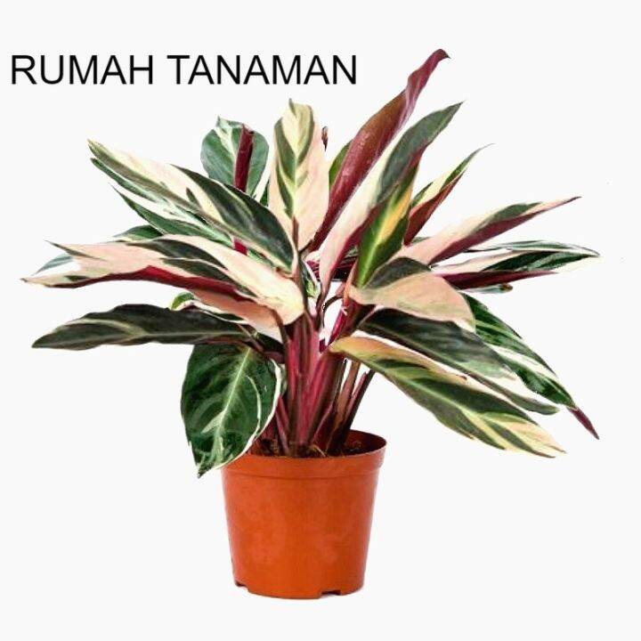 Calathea meranti bali (tanaman hidup bunga hidup cantik cantik murah ...