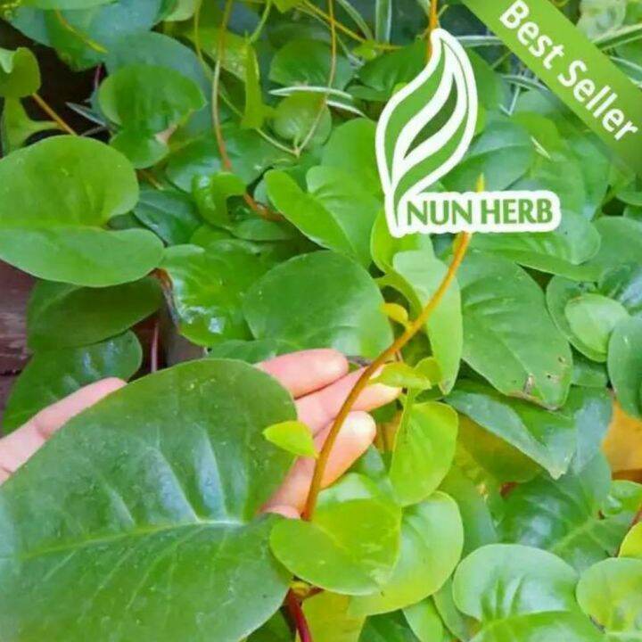 Daun Binahong Hijau Segar 1Kg - Daun Herbal | Lazada Indonesia