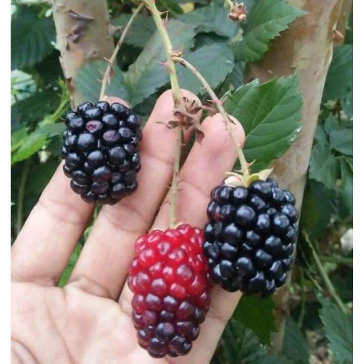 Immediate delivery Blackberry live plant EUROPEAN variety with thorns ...