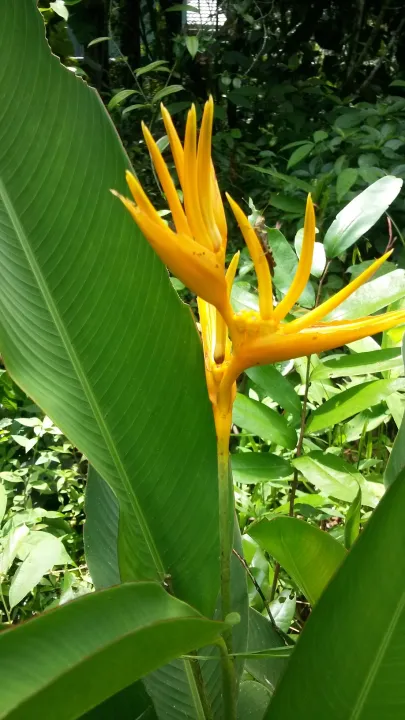 MM- Yellow Heliconia Live Plant / Pokok Heliconia Bunga Kuning / Pokok ...
