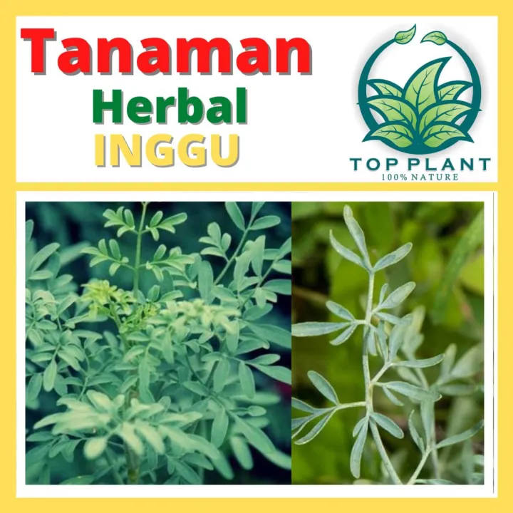 Tanaman Herbal Inggu - Tanaman Toga | Lazada Indonesia