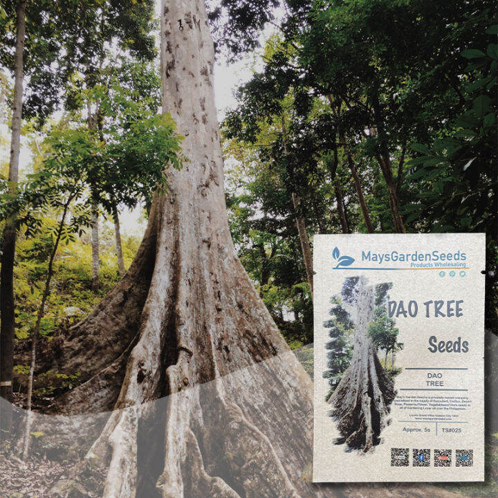 Dao Tree Seeds, Dracontomelon Dao Tree Seeds, Tree Seeds#025 | Lazada PH