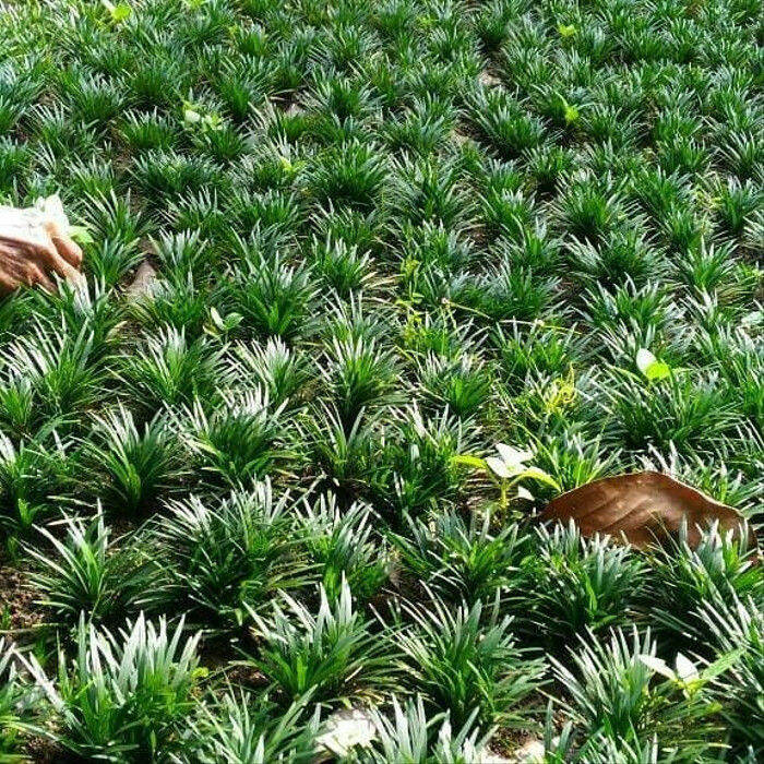 paket hemat 50 tanaman hias kucai mini / kucay mini / tanaman kucay ...