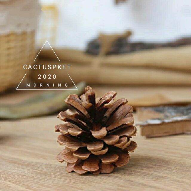 Pineconลูกสน ไซส์เล็กสุด ลูกละ4บาท | Lazada.co.th