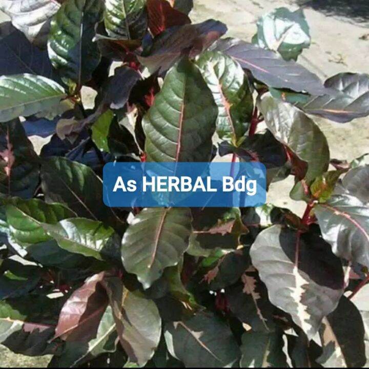 Daun ungu daun handeuleum per 20 lembar | Lazada Indonesia