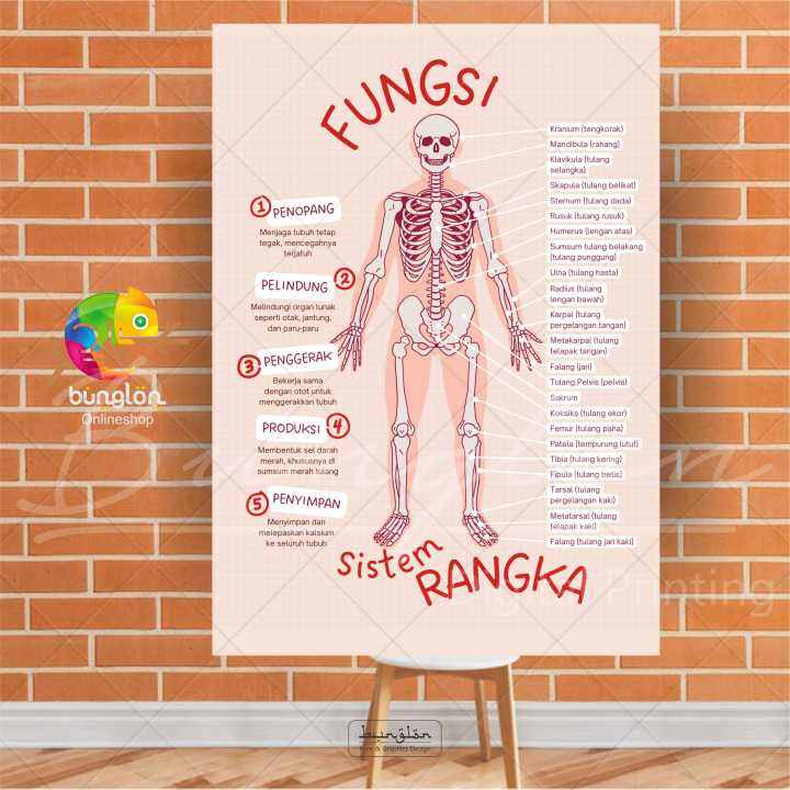 Poster Edukasi Fungsi Sistem Rangka | Lazada Indonesia
