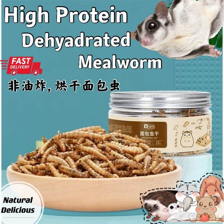 Sugar Glider Meal Worm Snack Hamster Hedgehog Healthy Treats 蜜袋鼯零食 面包虫干 ...
