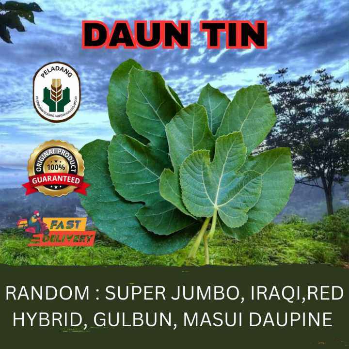 DAUN TIN / Fig Leaf Dari Ladang Tin PPK KUALA SELANGOR | Lazada