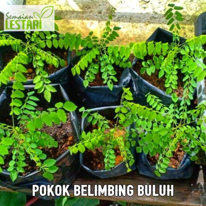 Anak Pokok Belimbing Buluh | Lazada