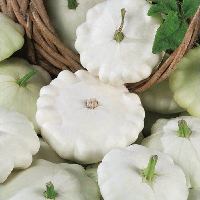 Silver Pattypan Scallopini UFO Squash Pumpkin Vegetable Seeds ( 10 ...