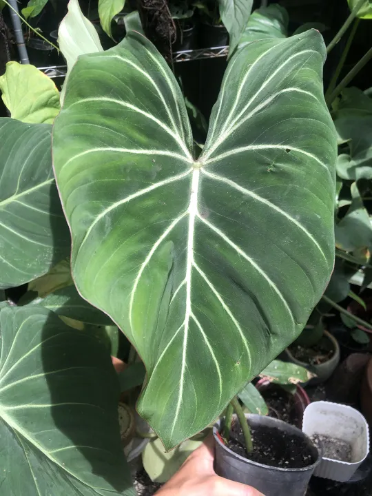 philodendron gloriosum dark form live aroid plant large specimen ...