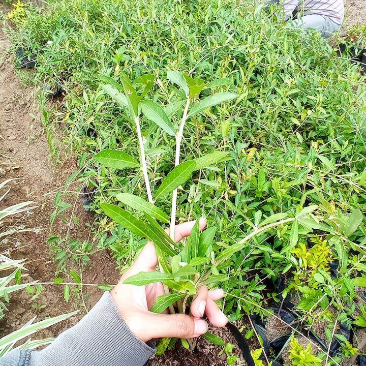 Tanaman Lee Kwan Yew - Bibit Lee Kwan Yew - Le kwan yu tanaman ...