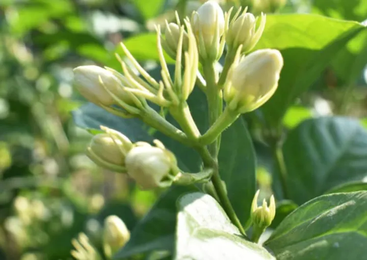 LIVE PLANT-MALIGAI POO /POKOK BUNGA MELUR /JASMINE FLOWER | Lazada