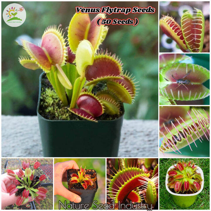 [Fast Germination]50pcs Venus Flytrap Seeds for Planting Potted Rare Carnivorous Plants Seeds ...