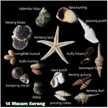 PAKET CANGKANG KERANG HIASAN AQUARIUM , TEMA LAUT , TEMA PANTAI HIASAN ...