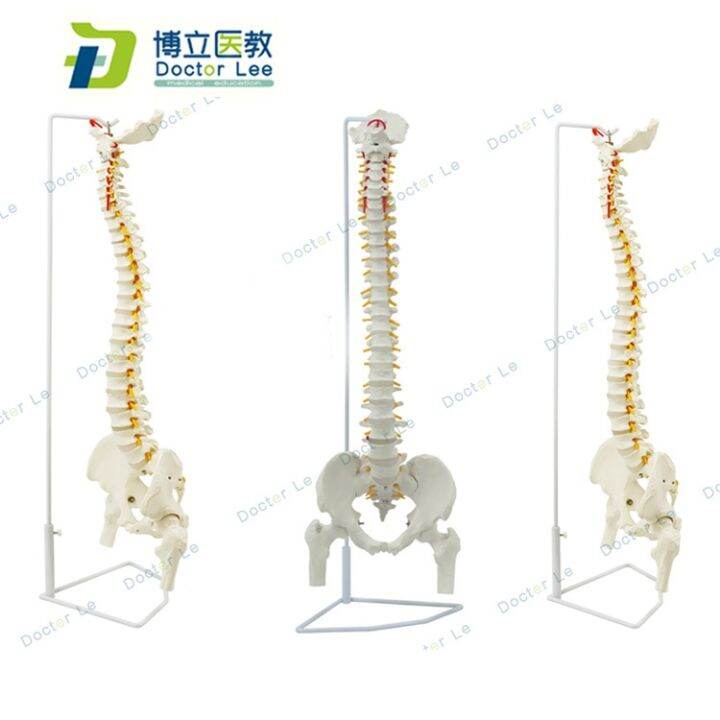 Human spine model 1:1 bonesetting cervical lumbar spine model of human ...