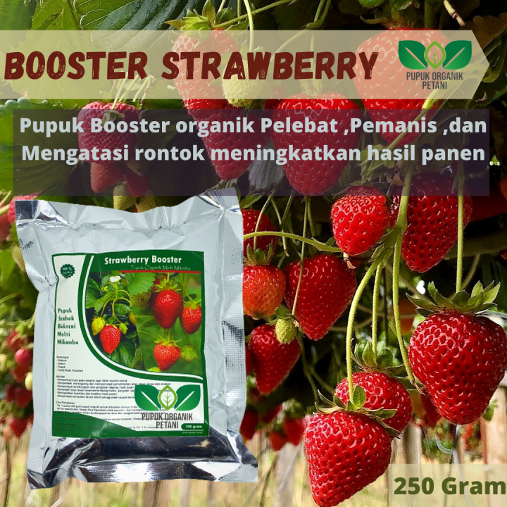 Pupuk Pelebat Stroberi Organik Booster dan Pelebat Tanaman Strawberry Agar Cepat Berbuah Lebat ...