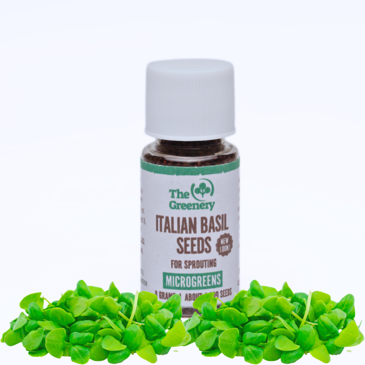 Italian Basil Seeds | For Sprouting | Microgreens | Lazada PH