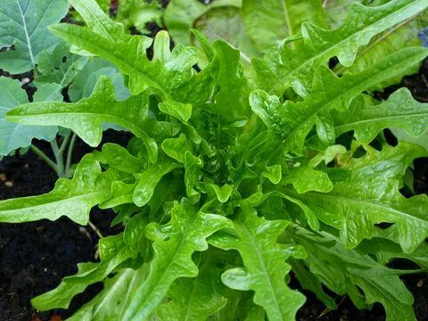 Catalogna Verde Lettuce Seeds (Lactuca Sativa) | Lazada