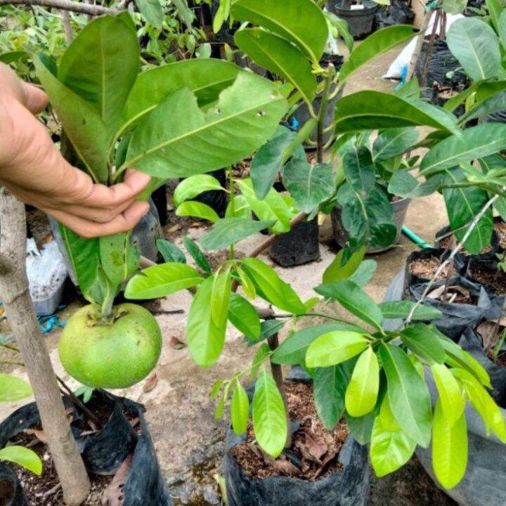 Pohon Unggulan Sawo Hitam Tanaman Buah Black Sapote Kebun Bibit Pisang ...