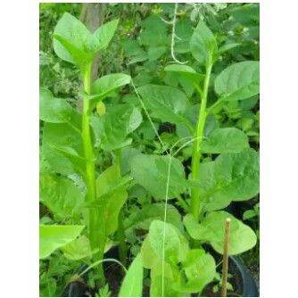 green Malabar spinach seed (Basella alba) | Lazada PH