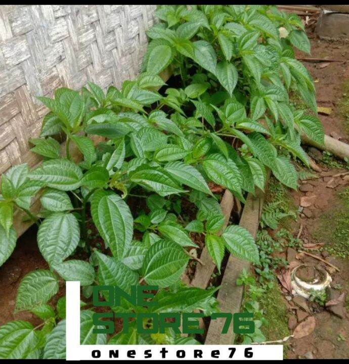 Bibit Pohpohan / Daun Pohpohan / Tanaman Herbal / daun lalapan ...