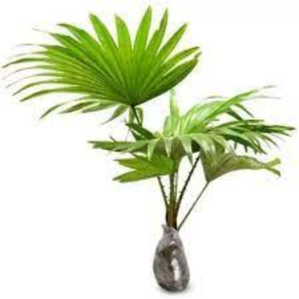 tanaman palem sadeng / palem kipas / bintang bibit palem kipas bibit ...