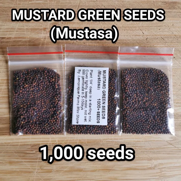 1000 seeds mustasa mustard seeds for planting | Lazada PH