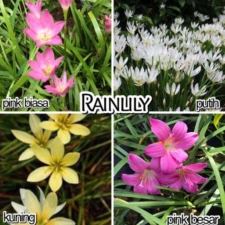Pokok dan Bebawang / bulbs rainlily pink, kuning dan putih | Lazada
