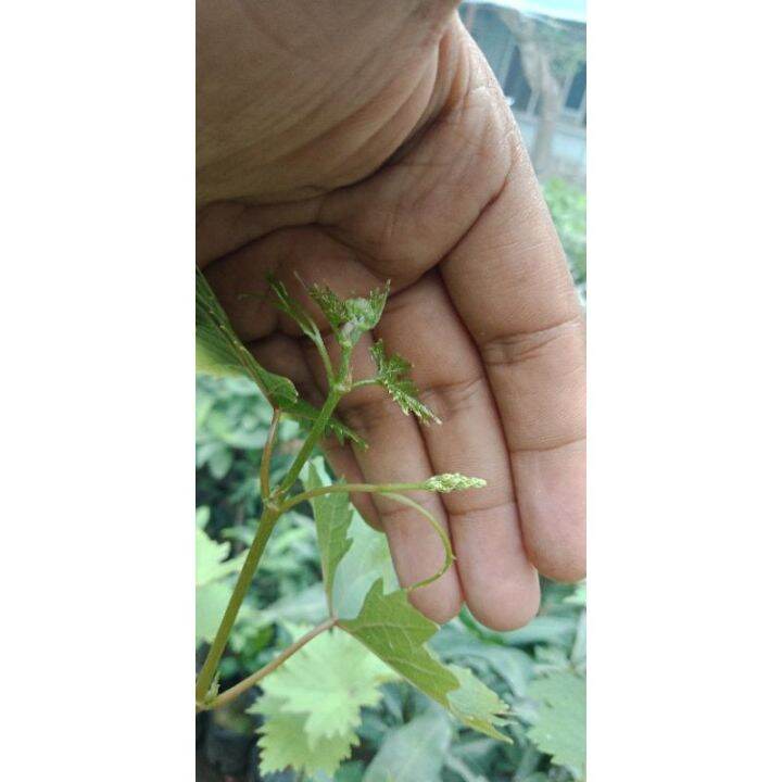 Anggur Import berbunga/berbuah (hasil grafting) cepat berbuah | Lazada ... Anggur Import berbunga/berbuah (hasil grafting) cepat berbuah | Lazada ...