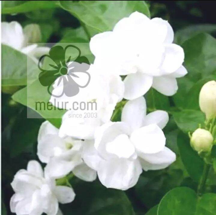 MM-Double layer jasmine live plant / Anak Pokok Bunga Melur susun ...