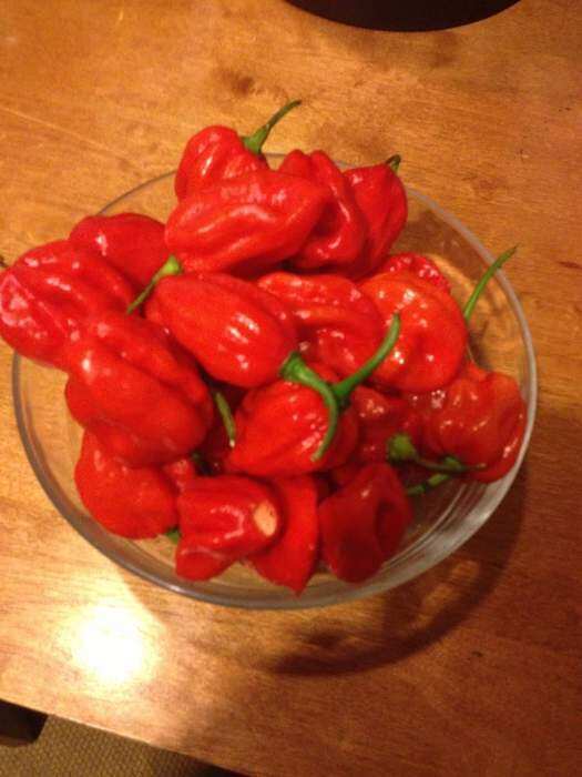 jamaican red hot habanero chili chilli pepper plant seeds | Lazada PH