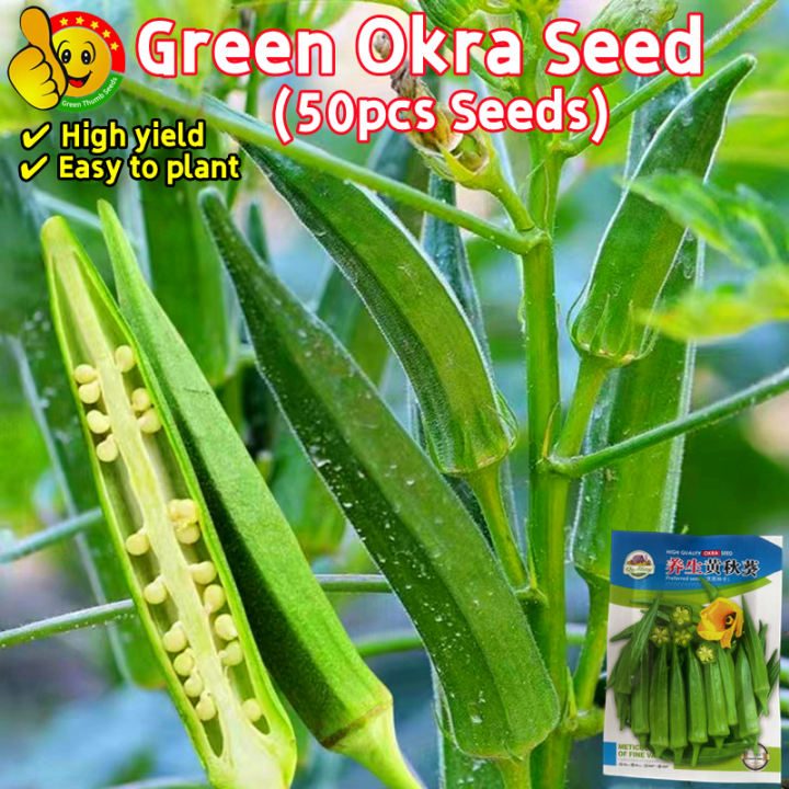 100% Original High Yield Green Okra Seeds for Sale (Fresh 50pcs Seeds ...