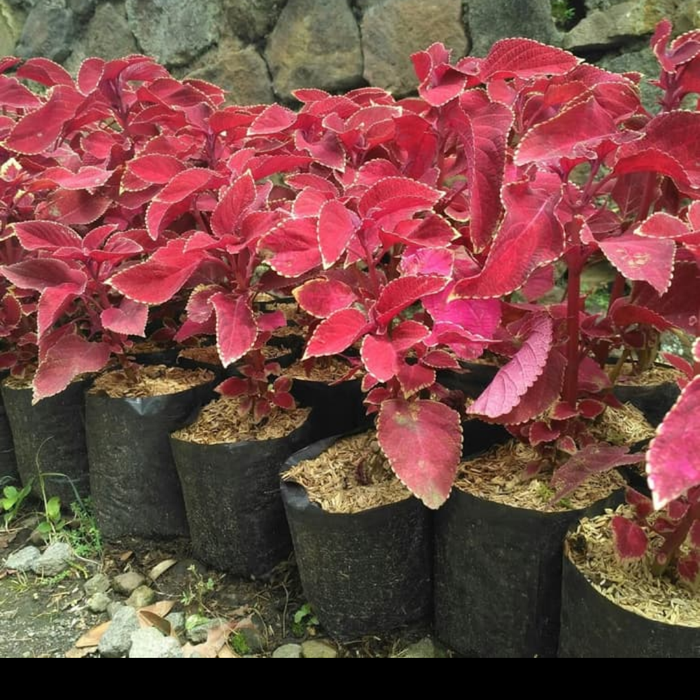 tanaman hias miana merah/pohon miana api | Lazada Indonesia