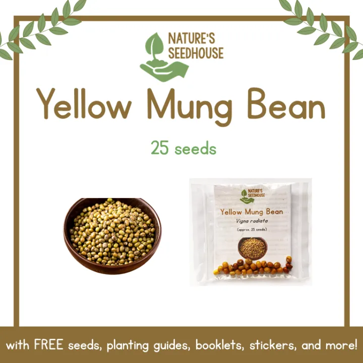 Yellow Mung Bean Seeds • Yellow Munggo Seeds • Vegetable Seeds • Plant ...