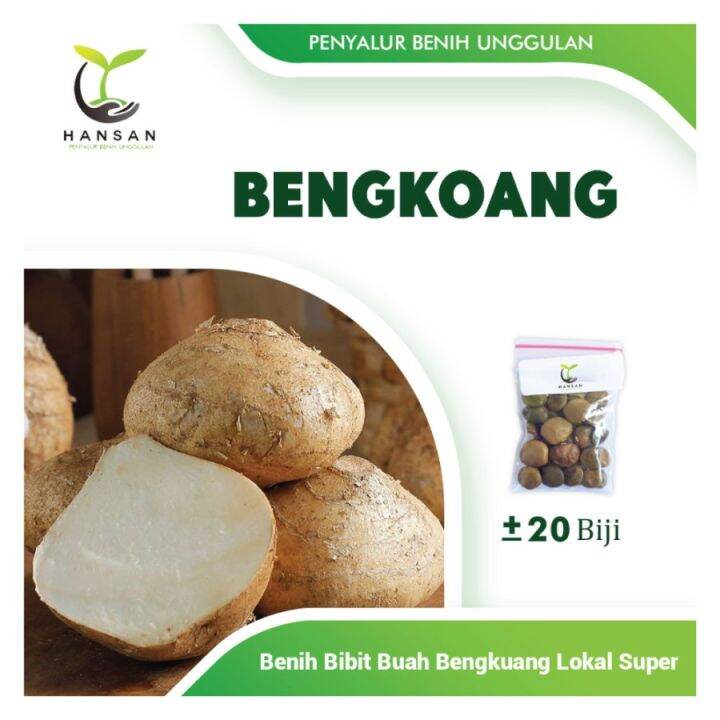 20 Bibit Buah Bengkoang Putih Super Benih Tanaman Buah Bengkuang ...