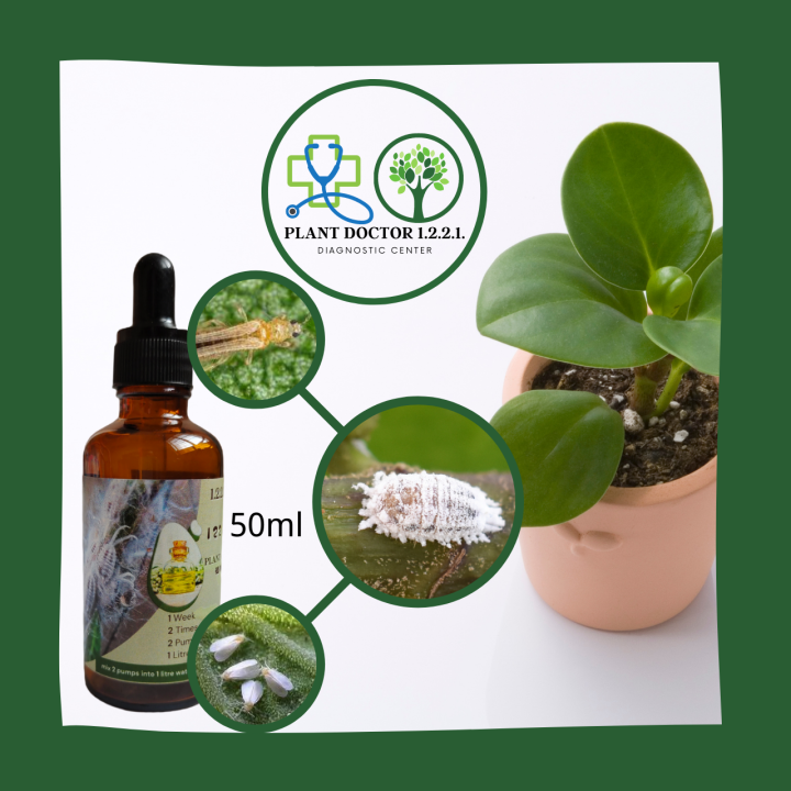 Sucking Insects Control Organic Insect Repellent Ubat Serangga Scales ...