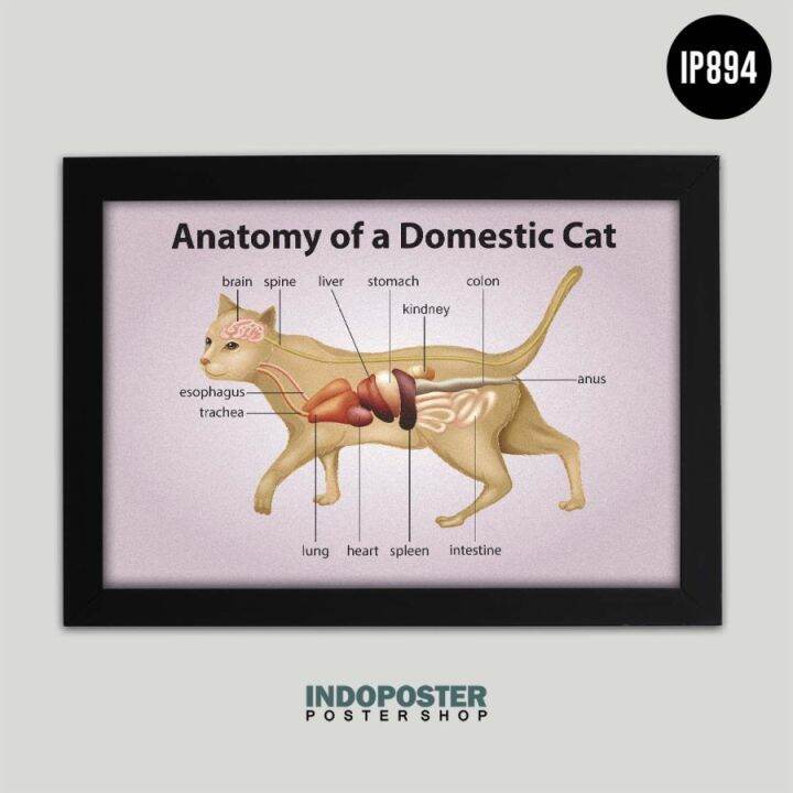 Poster Anatomy of a Domestic Cat Anatomi Kucing A3 45X30cm | Lazada ...