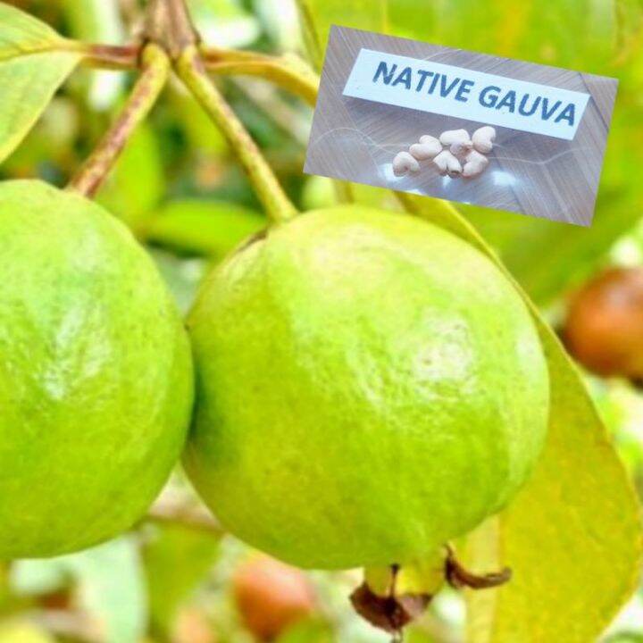 Linbeibei/ Native Guava (6Pcs/Pack) Ordinary Guava | Lazada PH