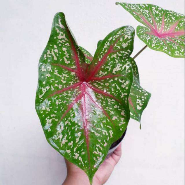 tanaman hias Talas red star | Lazada Indonesia