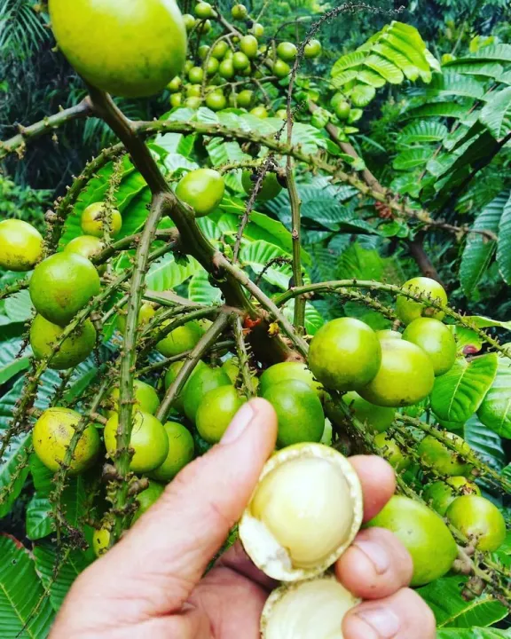 Pokok Matoa / Longan 3 Rasa | Lazada