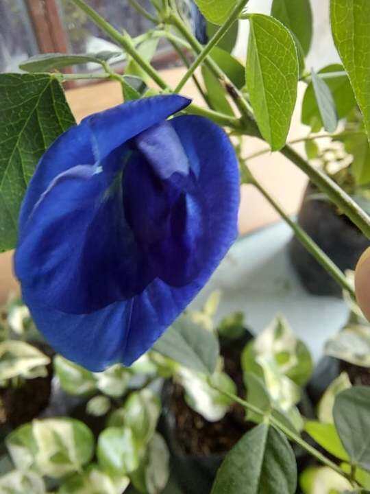 Blue Ternate plant / clitoria/ blue pea/ butterfly pea- rooted and ...