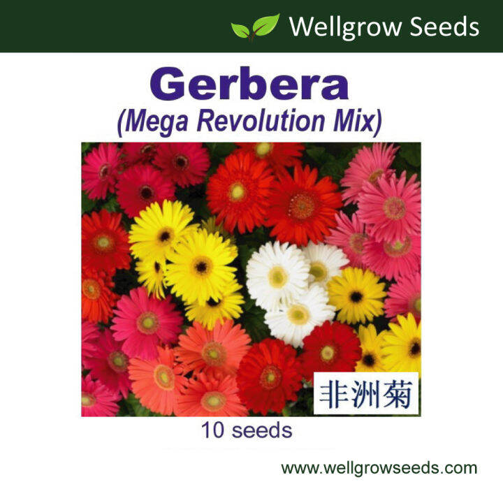 Gerbera (Daisy) Mega Revolution Mix Select Coated (10 sds) Flower Seeds ...