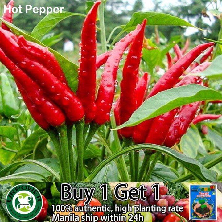 Siling Labuyo Hybrid Hot Pepper Taiwan Chili / Siling Taiwan Vegetable ...