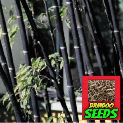 50 Seeds (buy 2 get 1 free) Highquality Fresh Black Bamboo Bamb Very ...