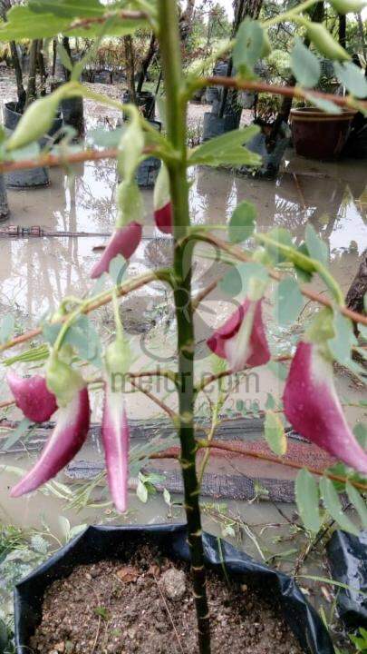 MDC- Red Sesbania grandiflora Sapling / Anak Pokok Turi Merah Anak ...