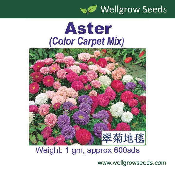 Aster Color Carpet Mix (1gm Approx 600 sds) (Dwarf Variety) Annual ...