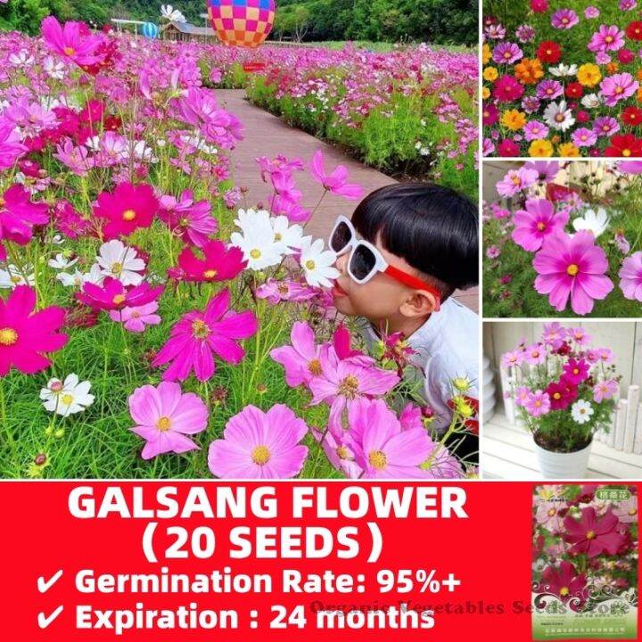 20 Seeds Multicolored Galsang Flower Seeds for Planting 格桑花种子 Dwarf ...